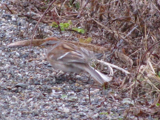 Circling the Smiling Pond: Tree Sparrow with a white tail feather