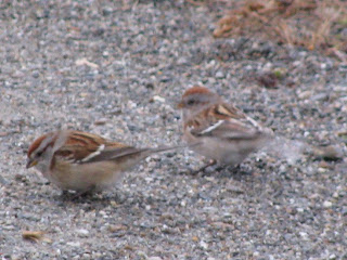 Circling the Smiling Pond: Tree Sparrow with a white tail feather