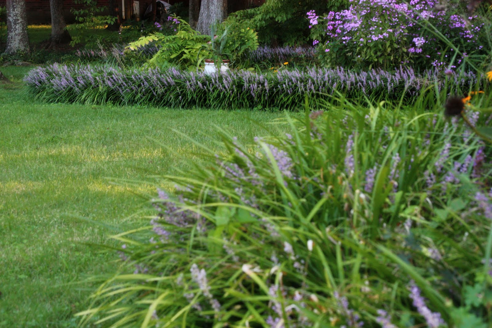 erin's art and gardens: monkey grass