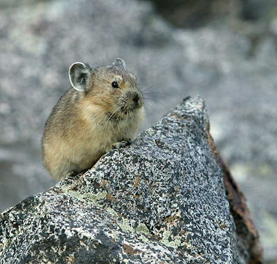 Wonderful World of Rodents: Species of the day- Pika