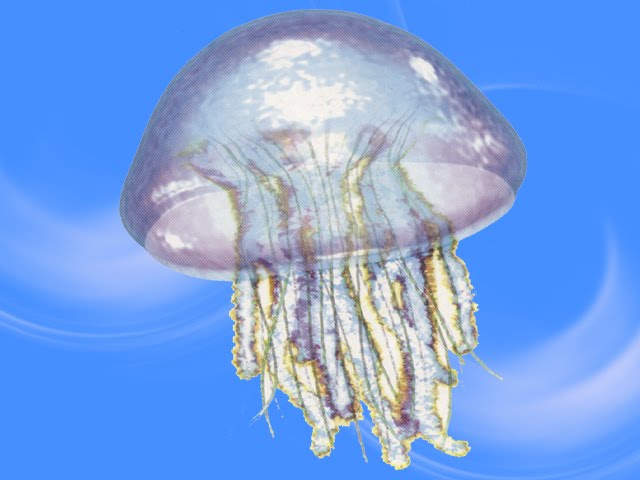 Ansarullah : aduhai obor-obor???