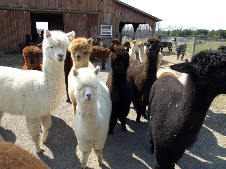 Chocolate River Alpacas & Musing of an Everyday Life