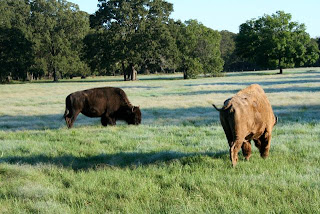 Redneck Haiku: Life in Poetry... Texas