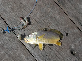 ijaldisini: SIAKAP SENOHONG GELAMA IKAN DURI...
