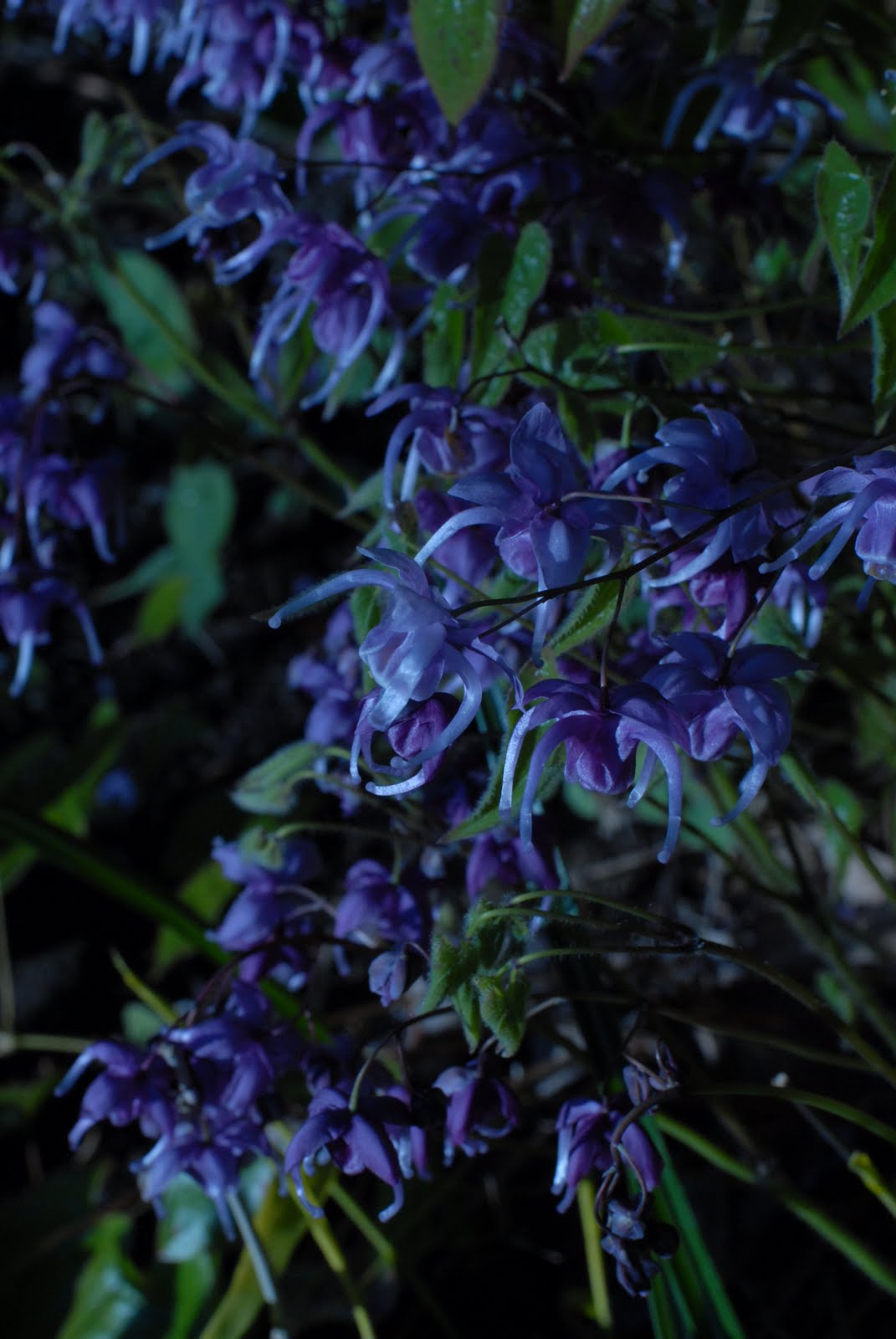 Annies Gardening Corner Monday Morning Brain Teasers 05 03 10