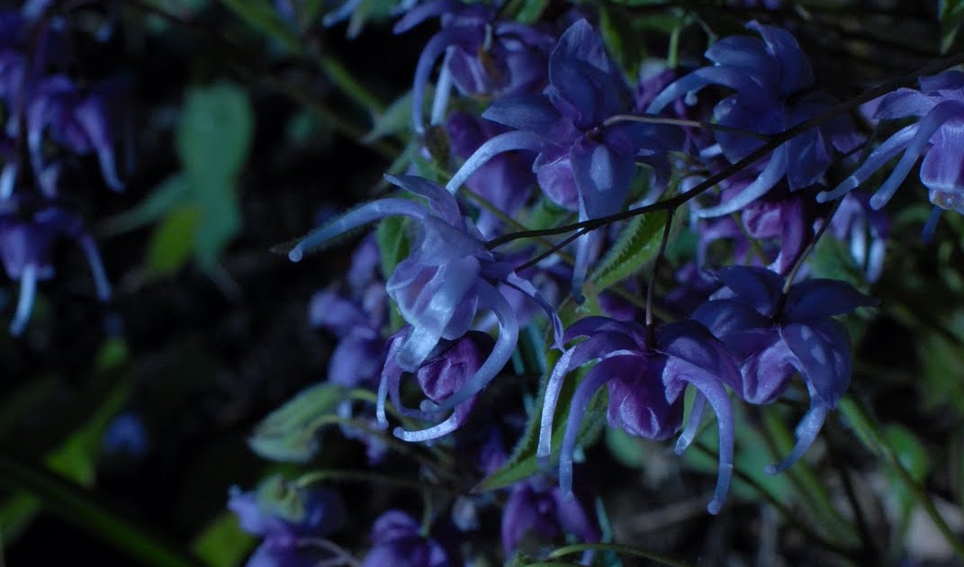 Annies Gardening Corner Monday Morning Brain Teasers 05 03 10