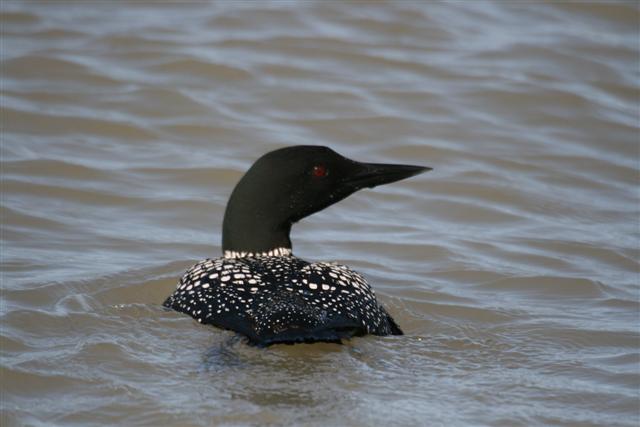 Chirp & Chatter: Beautiful Loon Wild and Free Again