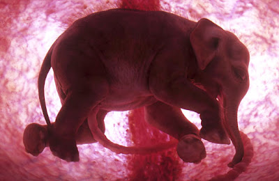 Her Majesty - Planet Earth: Elephant Embryo
