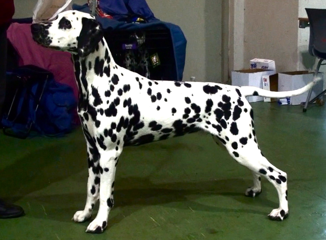 SPOTNIK Dalmatians Norway: Some Highlights from 2010 January