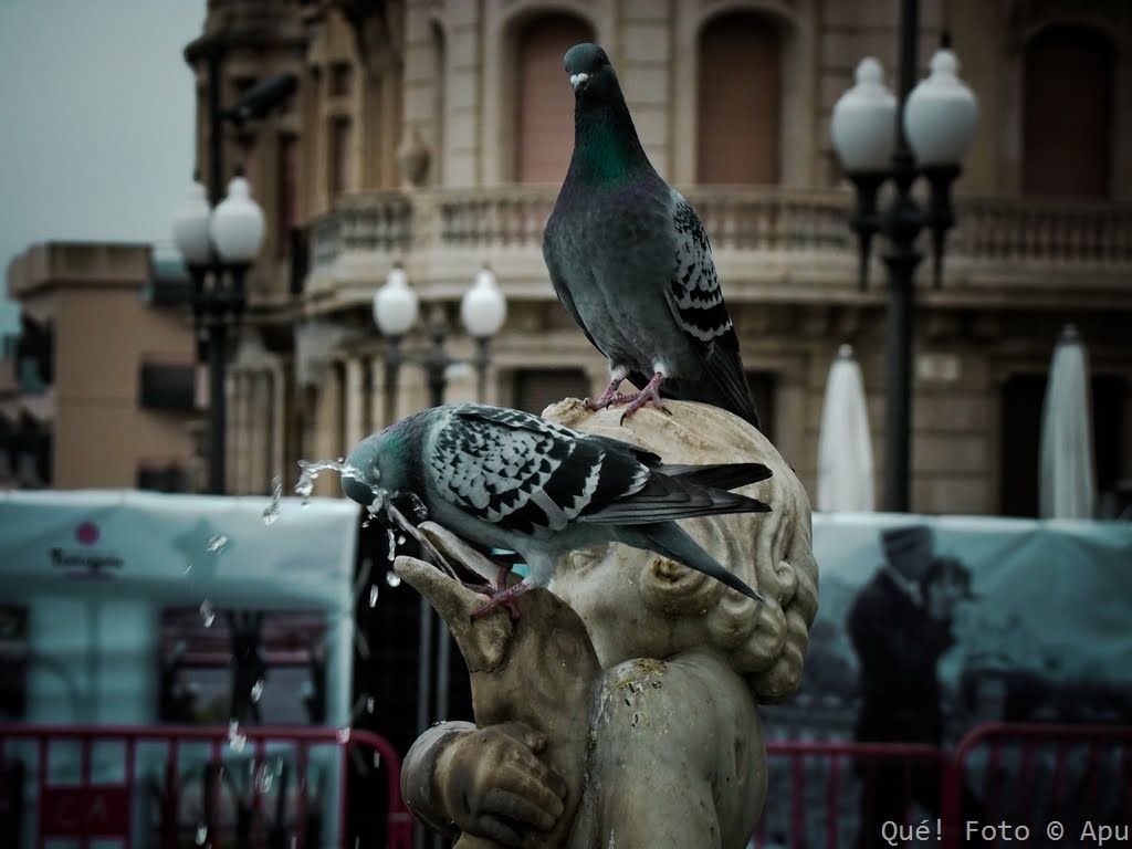 APU Barcelona VeoDigital : Palomas de Ciudad