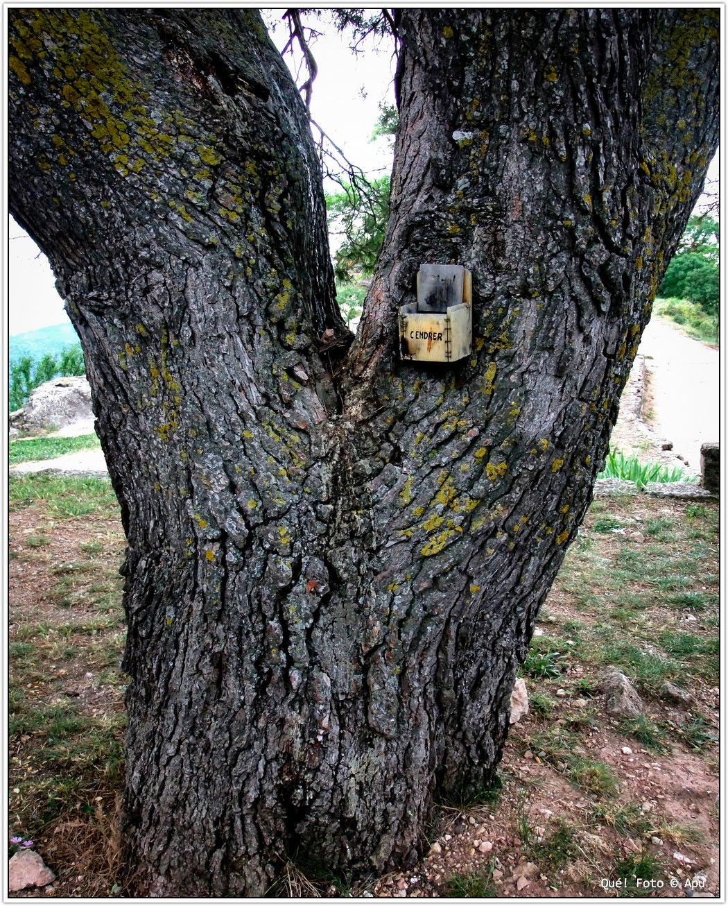 APU Barcelona VeoDigital : El curioso árbol cenicero.