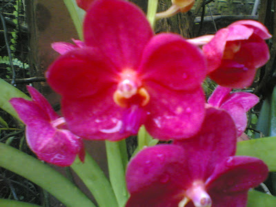 Seri Orkid: Orkid merah menggamit mesra