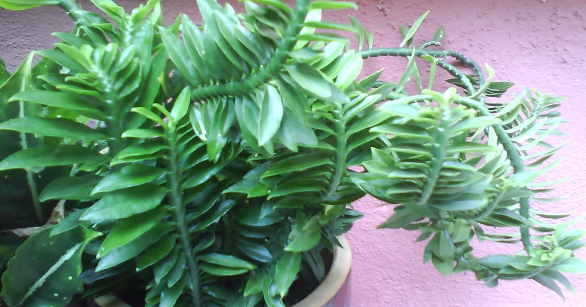 Impiana Iman: Pokok Macam Lipan