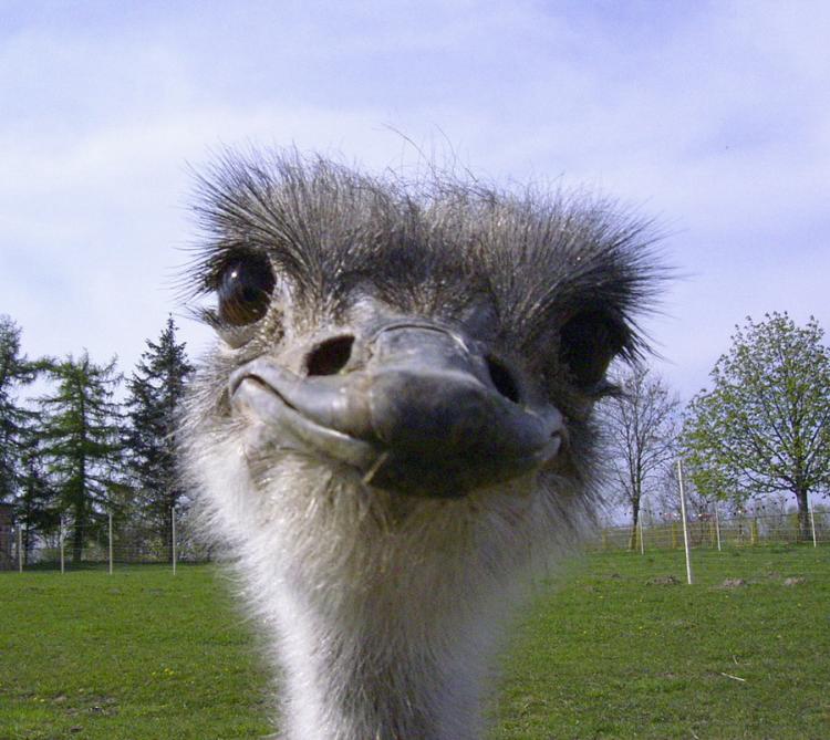 Zwierzęta: kwietnia 2010