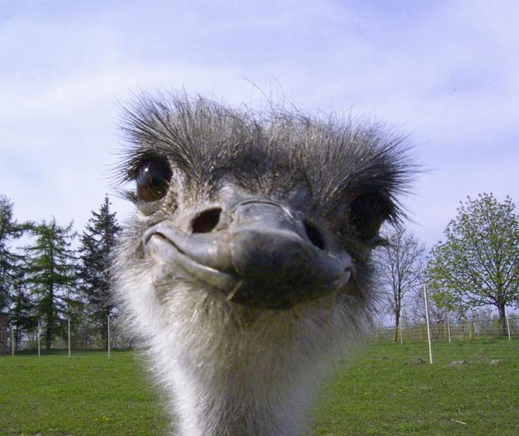 Zwierzęta: Struś