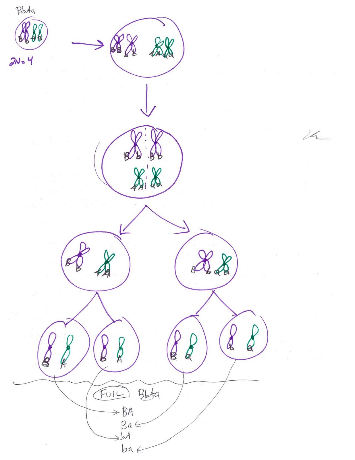 Mrs. Stein's 2nd Period STS Biology: Connection between Meiosis and ...