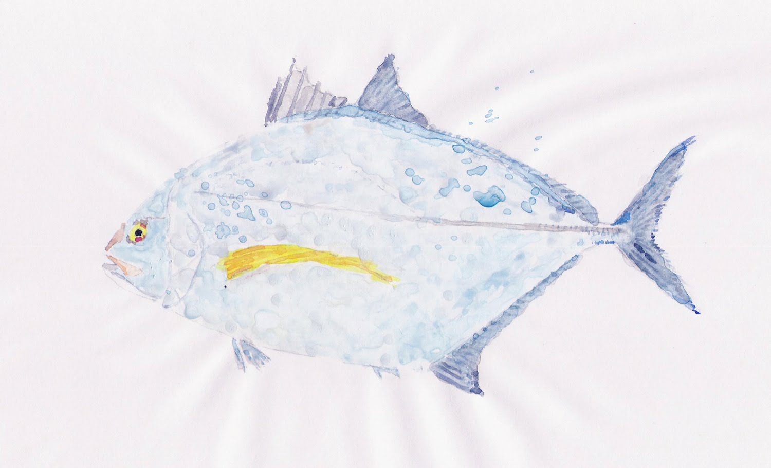 Pescadotes: bluefin trevally
