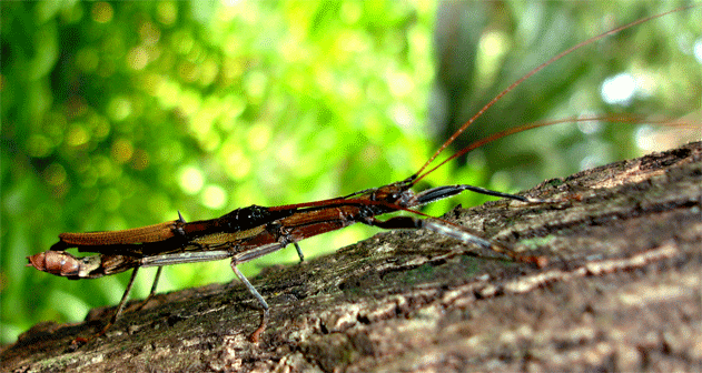 Insects of Kerala: STICK INSECT