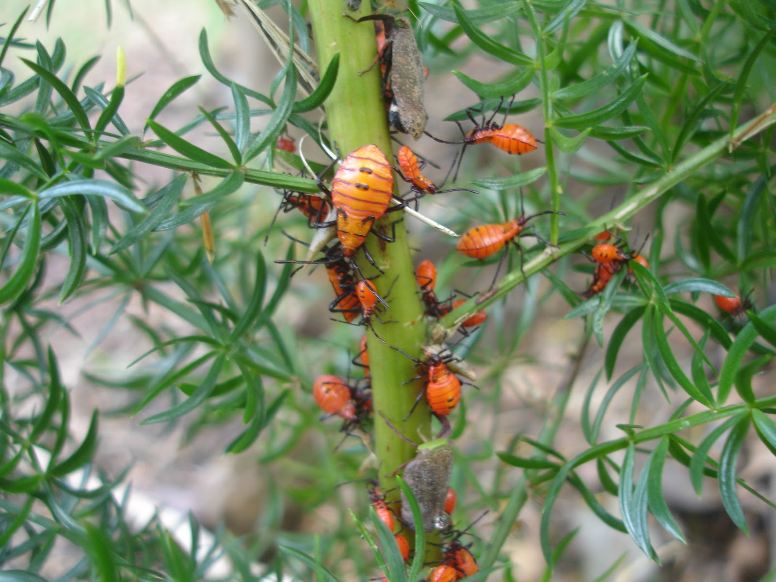 Insects of Kerala: December 2010