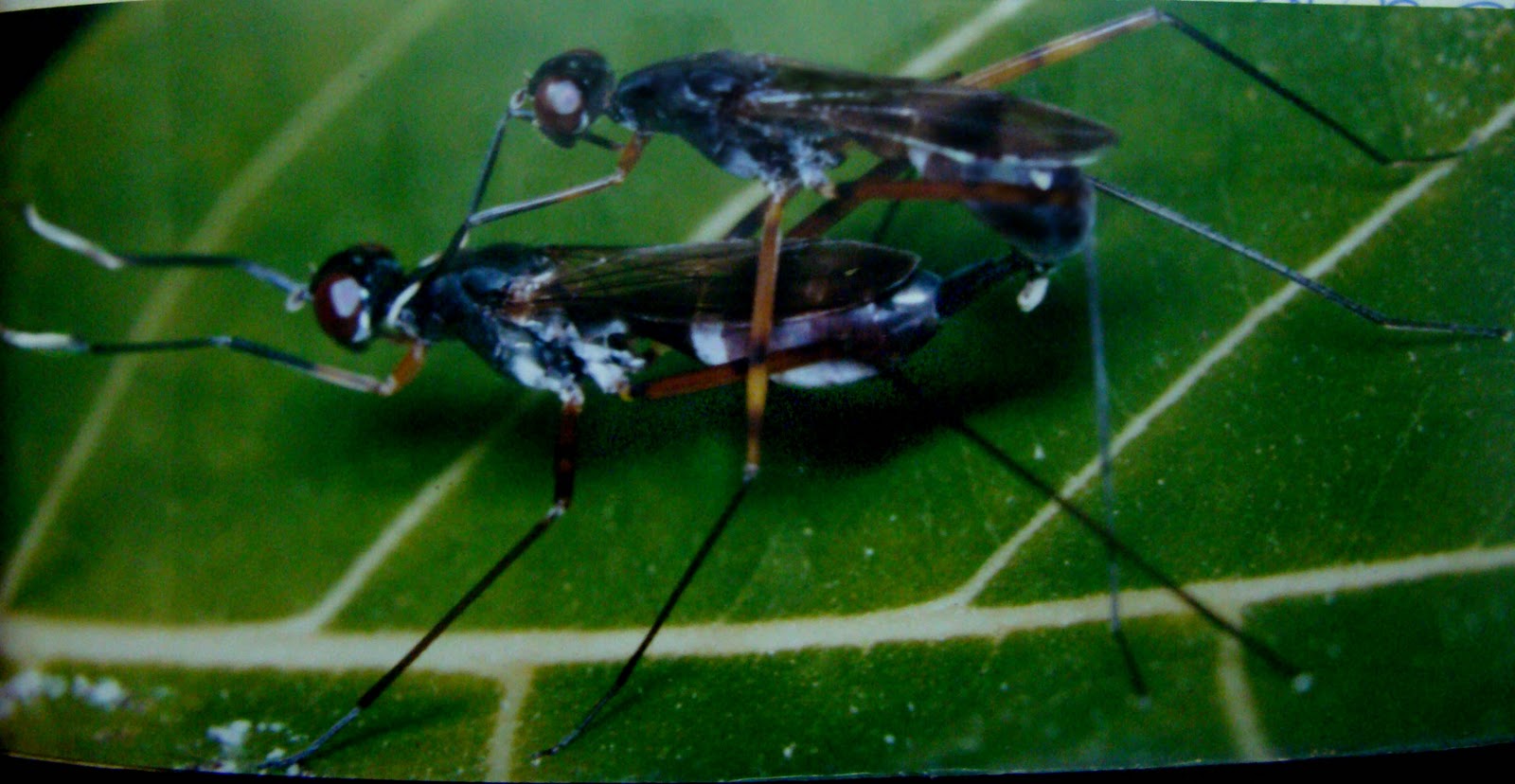 Insects of Kerala: January 2011
