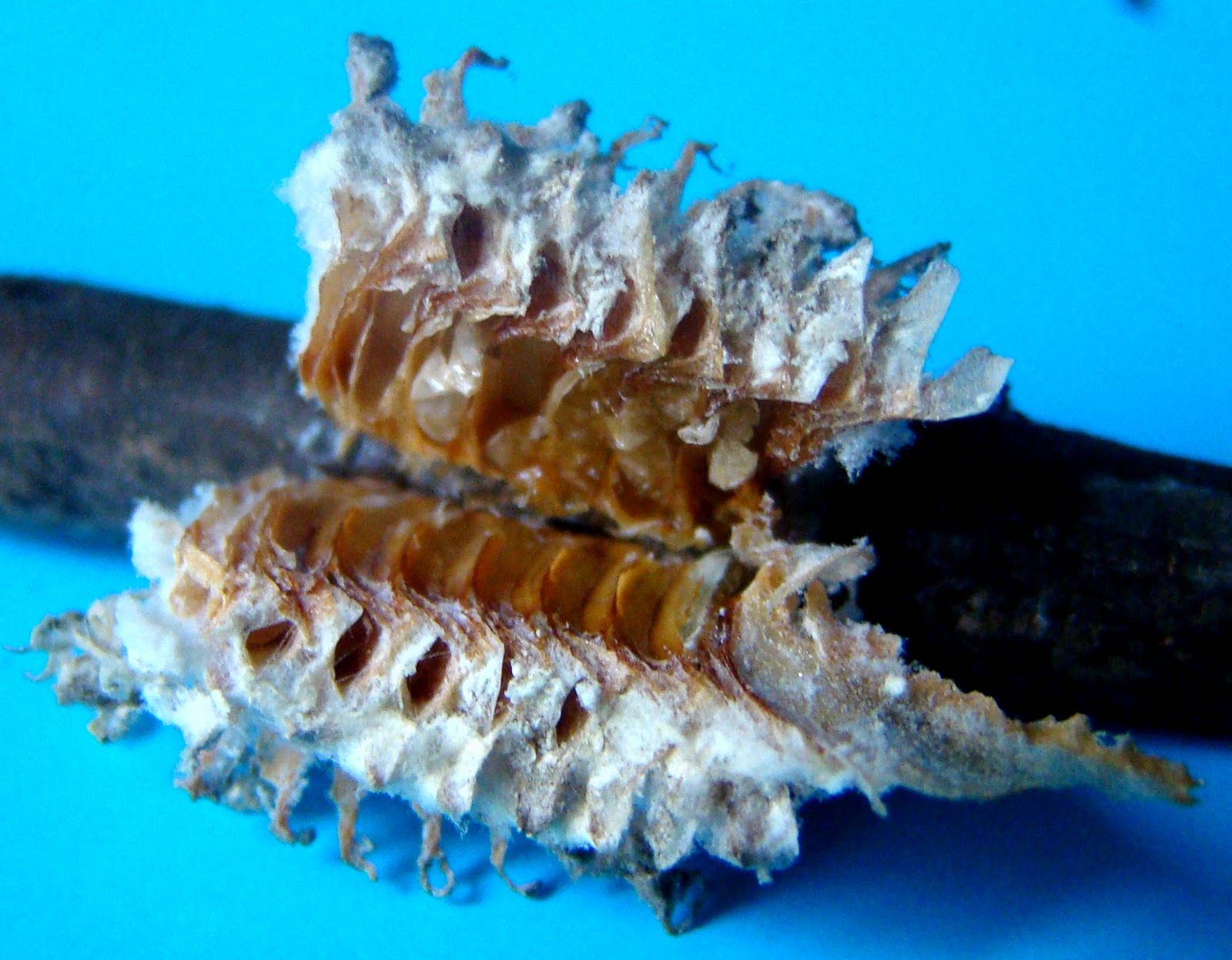 Insects of Kerala: PRAYING MANTIS-2