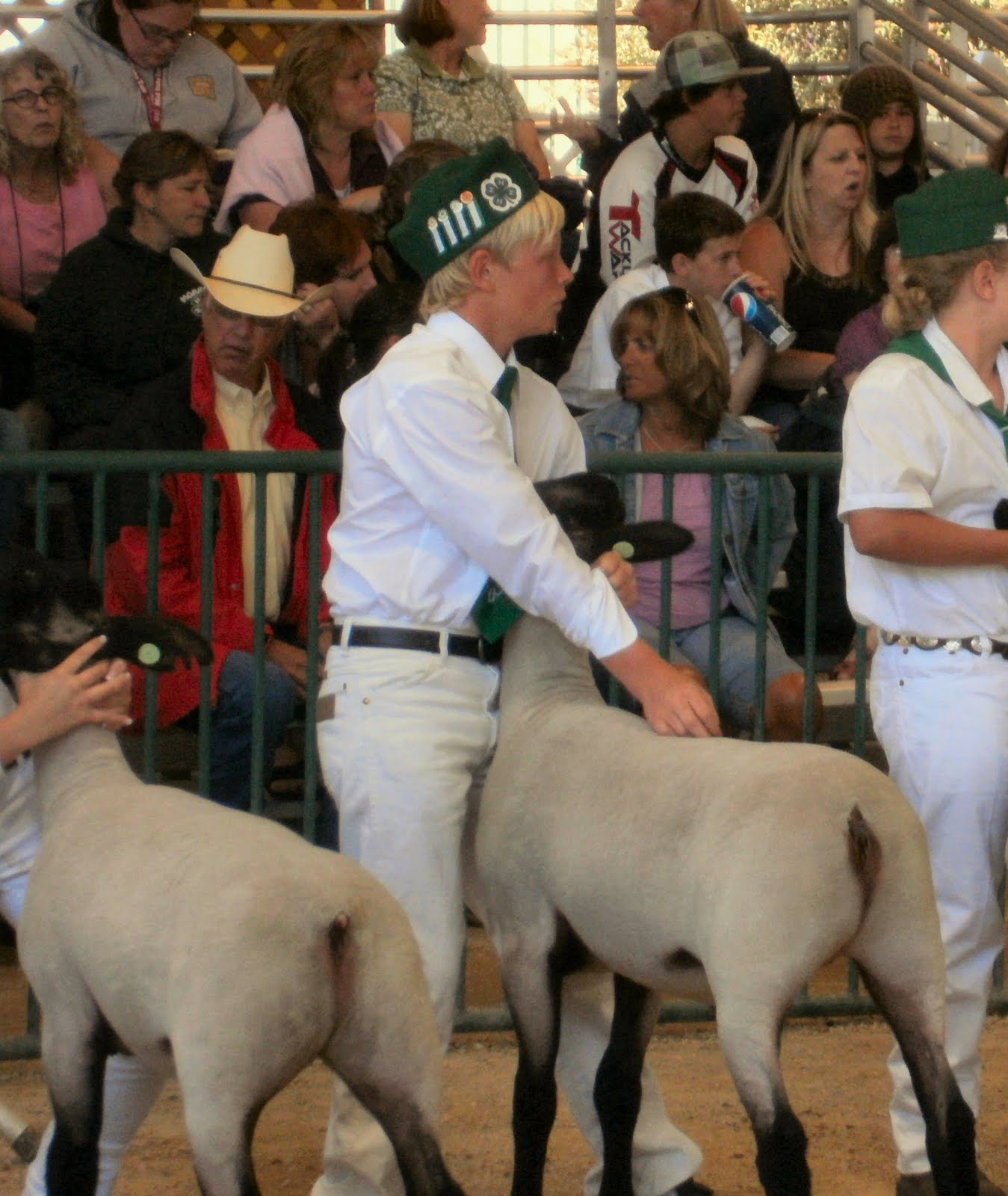 Lorz Family 4-H Projects: Market Lamb Show