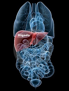 A su Salud: El hígado: órgano esencial para la vida...