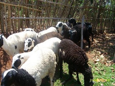 bolamania: BUDIDAYA TERNAK DOMBA