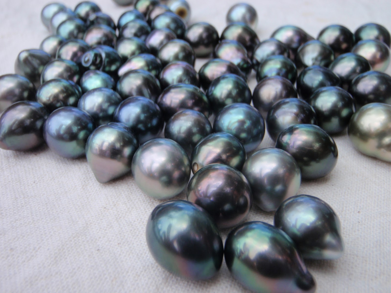 Sarah Lemer, PhD: Funtional genomics : color variation in oyster shell