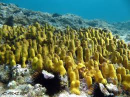 Sarah Lemer, PhD: Histological data base of the Sponge of genus Aplysina