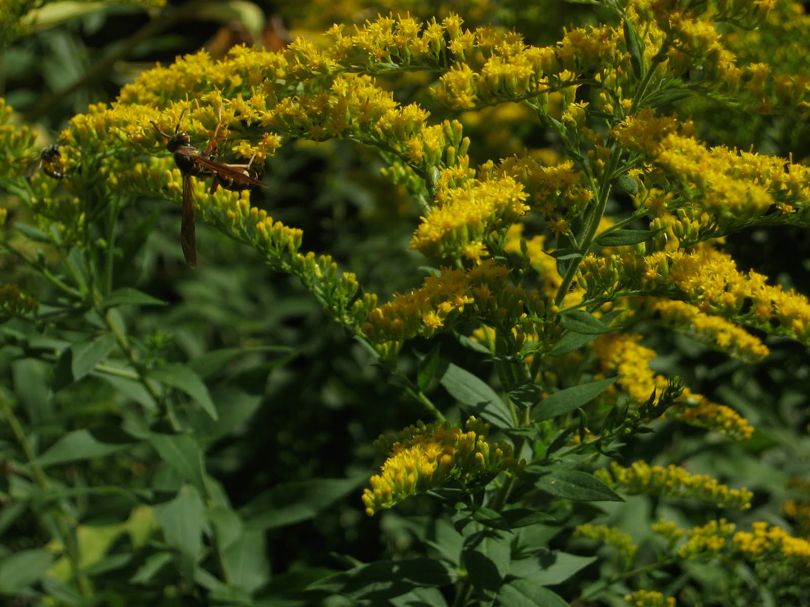 Solidago