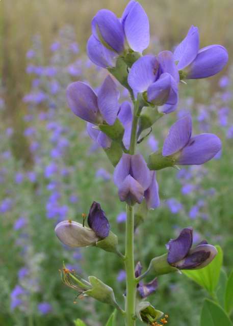 Nature Abhors a Garden: Baptisia