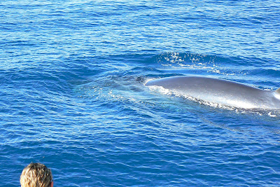 Cetáceos de las Islas Canarias: Rorcual Tropical ó Rorcual de Bryde ...