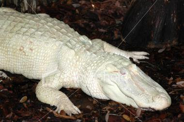 Weird Planet: Amazing Rare White Animals