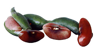 CHACHAFRUTOS O BALUES ASADOS