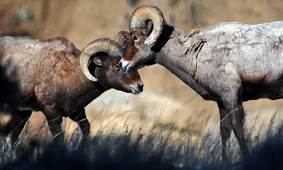 Wyoming Photos: Two Rams