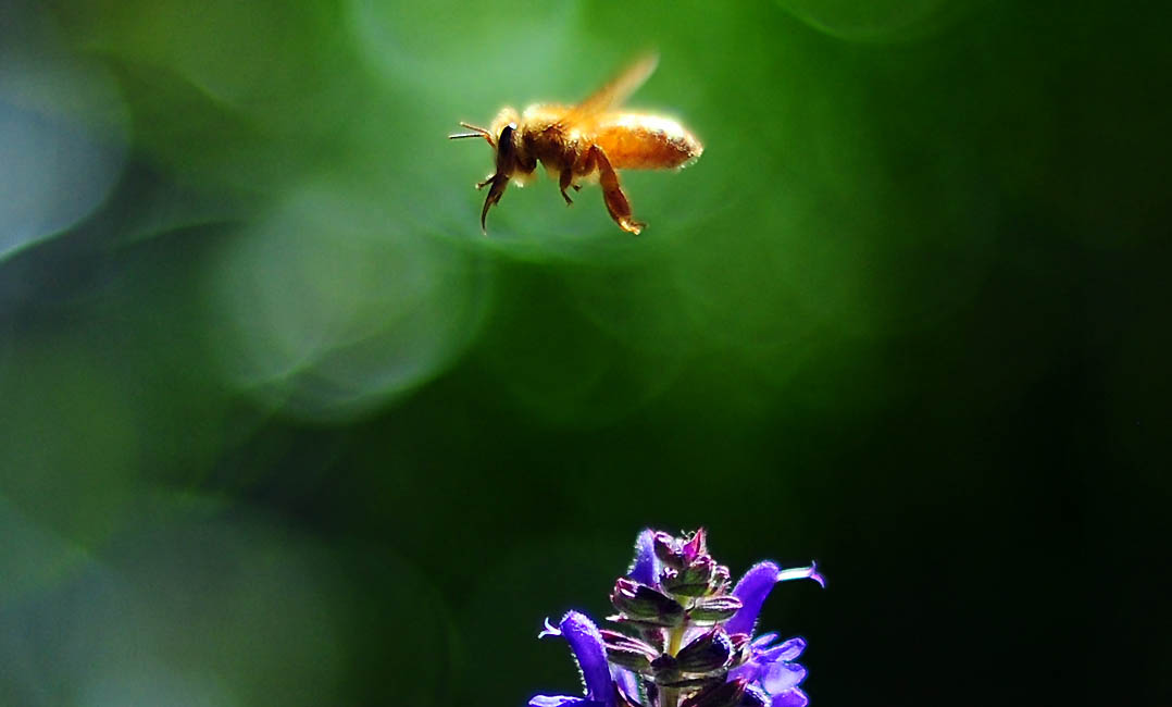 Wyoming Photos: September bee