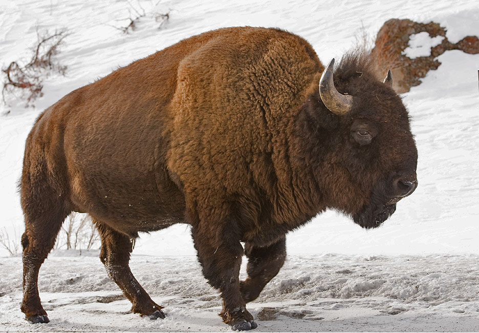 Wyoming Photos: January 2011