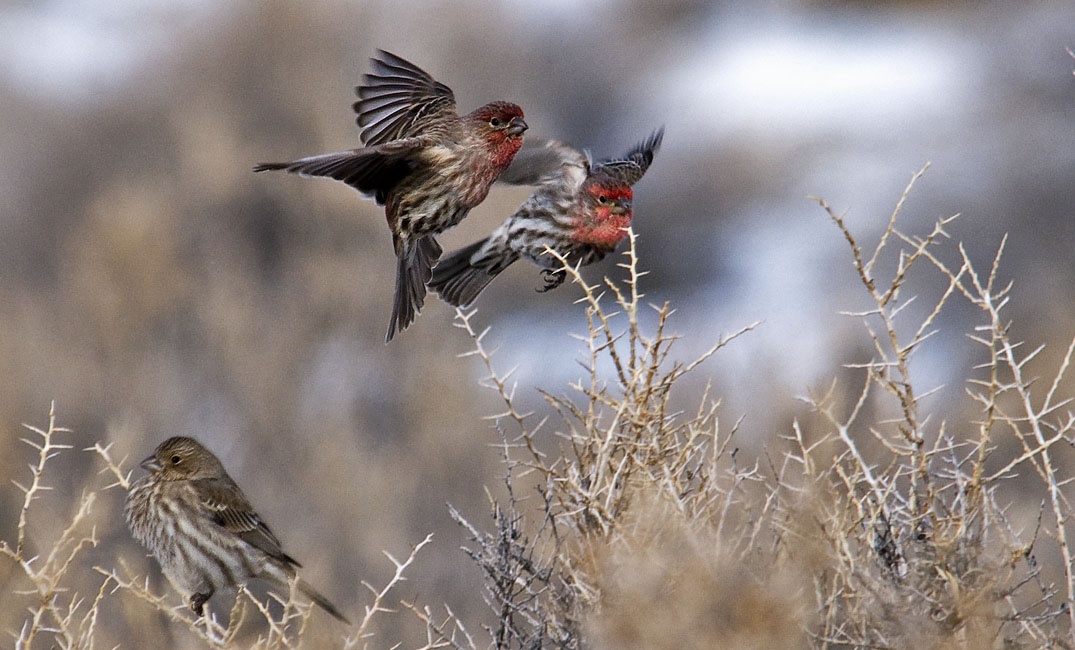 Wyoming Photos: House finches