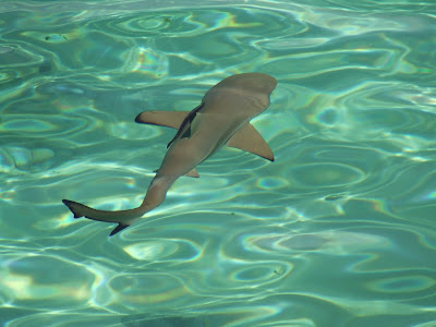 Galerie d' Antonio: Bébé requin...