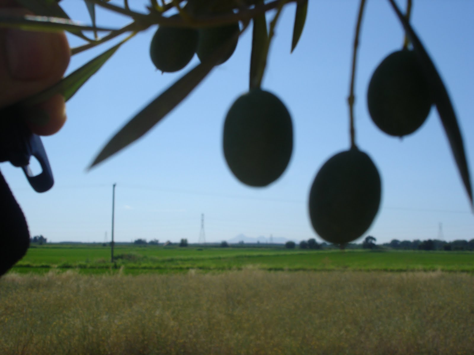 Olive Yuba: Fruit Set