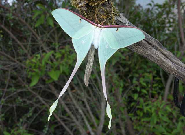 Insects Galore!: Chinese Moon Moth Actias dubernardi