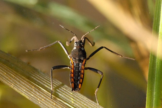 Insects Galore!: Water Cricket Velia caprai