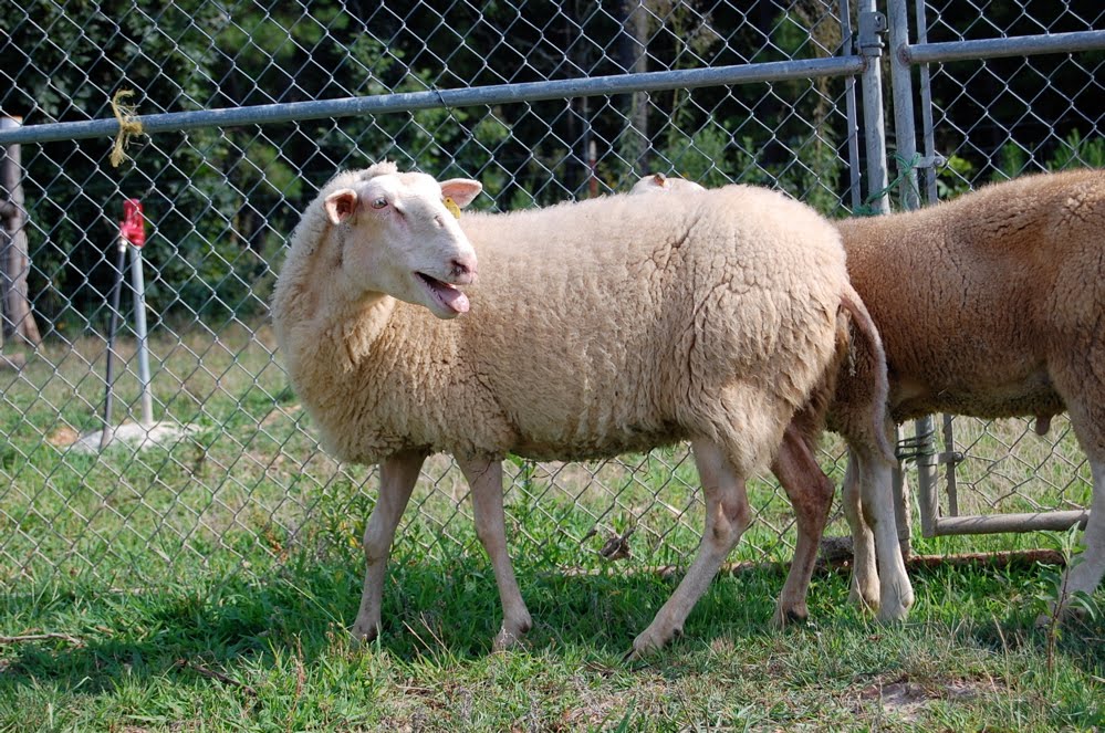 My Life as a Ranch Girl: Dairy sheep