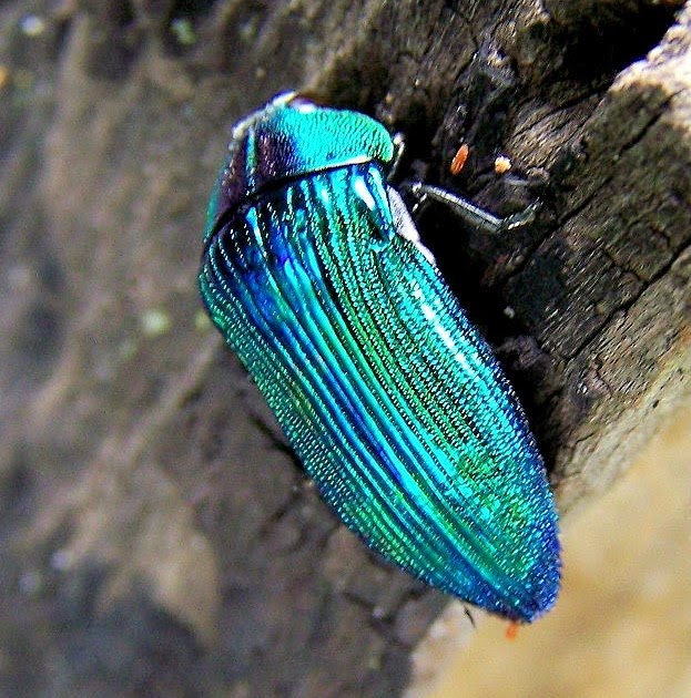 South African Photographs: Glittering Jewel Beetle (Acmaeodera ...