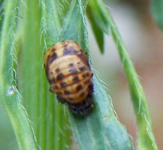 South African Photographs: Ladybug - Ladybird Coccinellidae
