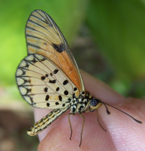 South African Photographs: Dancing Acraea (Telchinia serena)