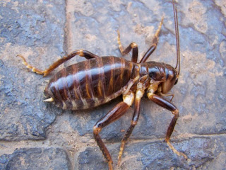 South African Photographs: King Cricket (Libanasidus vittatus) Family ...