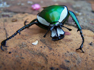 South African Photographs: Flower Chafer Beetle (Dicronorrhina derbyana ...