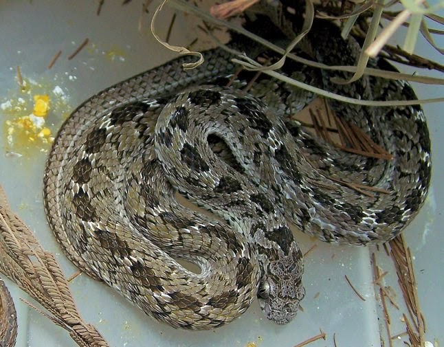 South African Photographs: Rhombic Egg-eater Snake (Dasypeltis scabra ...